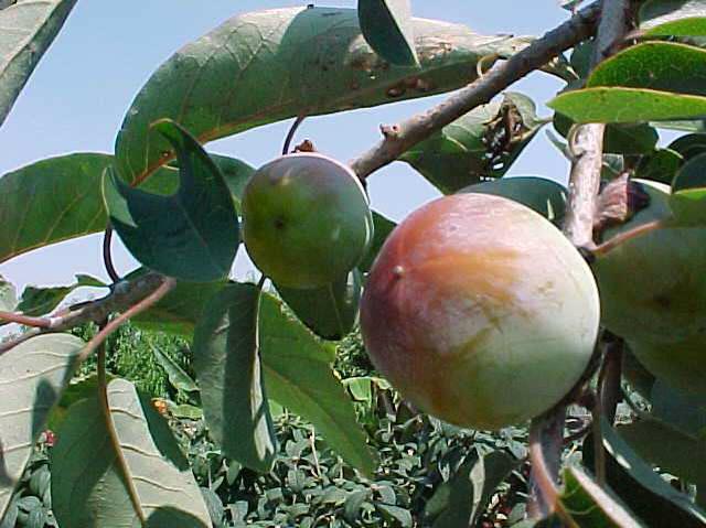 Persimmons In Missouri